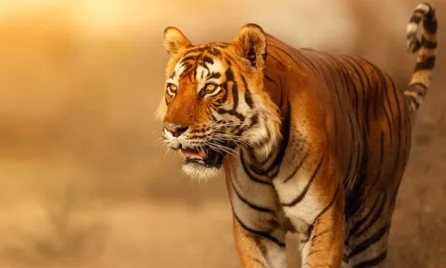 CSS Units Explained: rem vs px vs em vs vw for Width, Typography, and ...